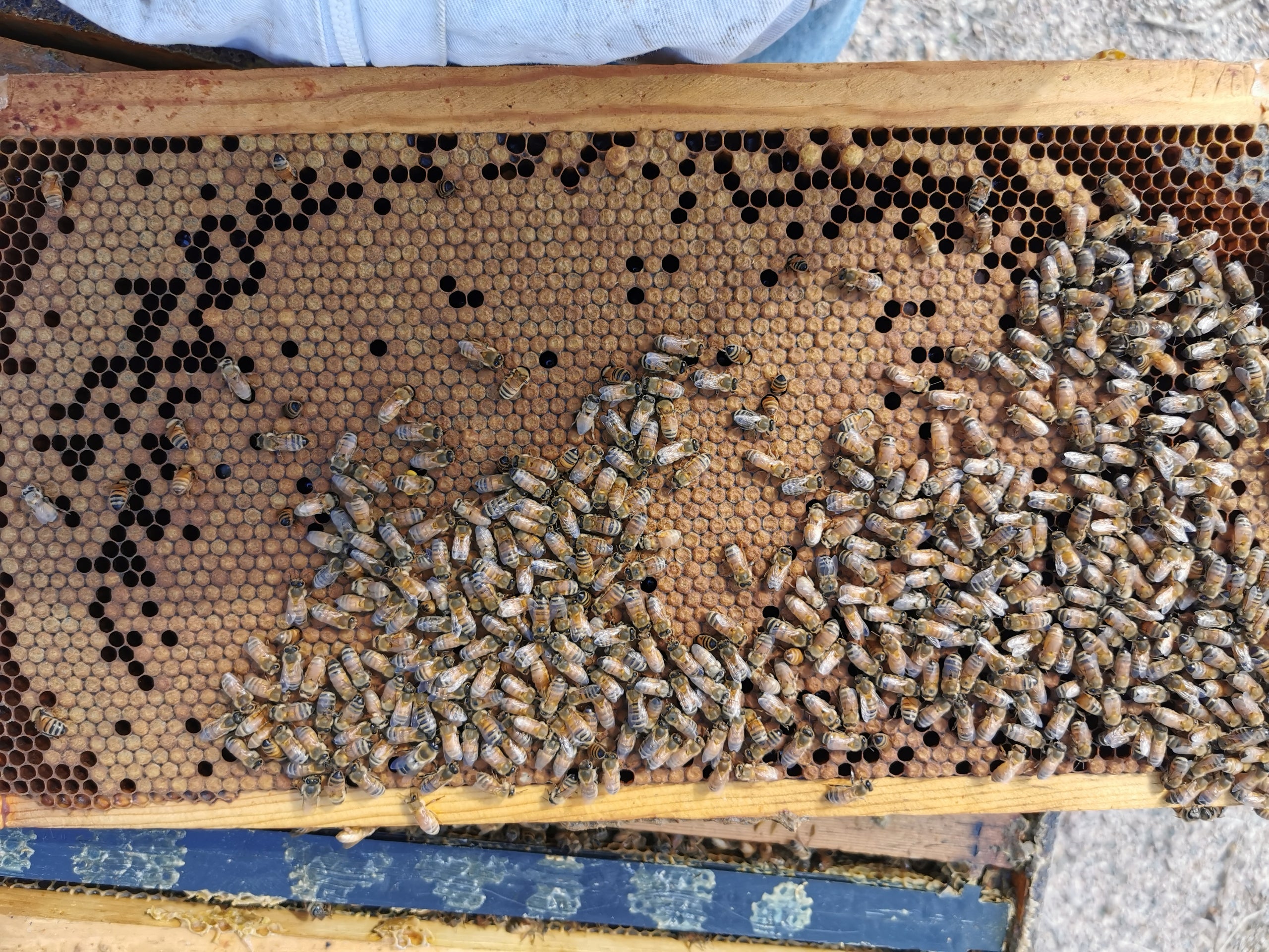 Honey Bee Brood Frame for Sale | Copoco's Honey