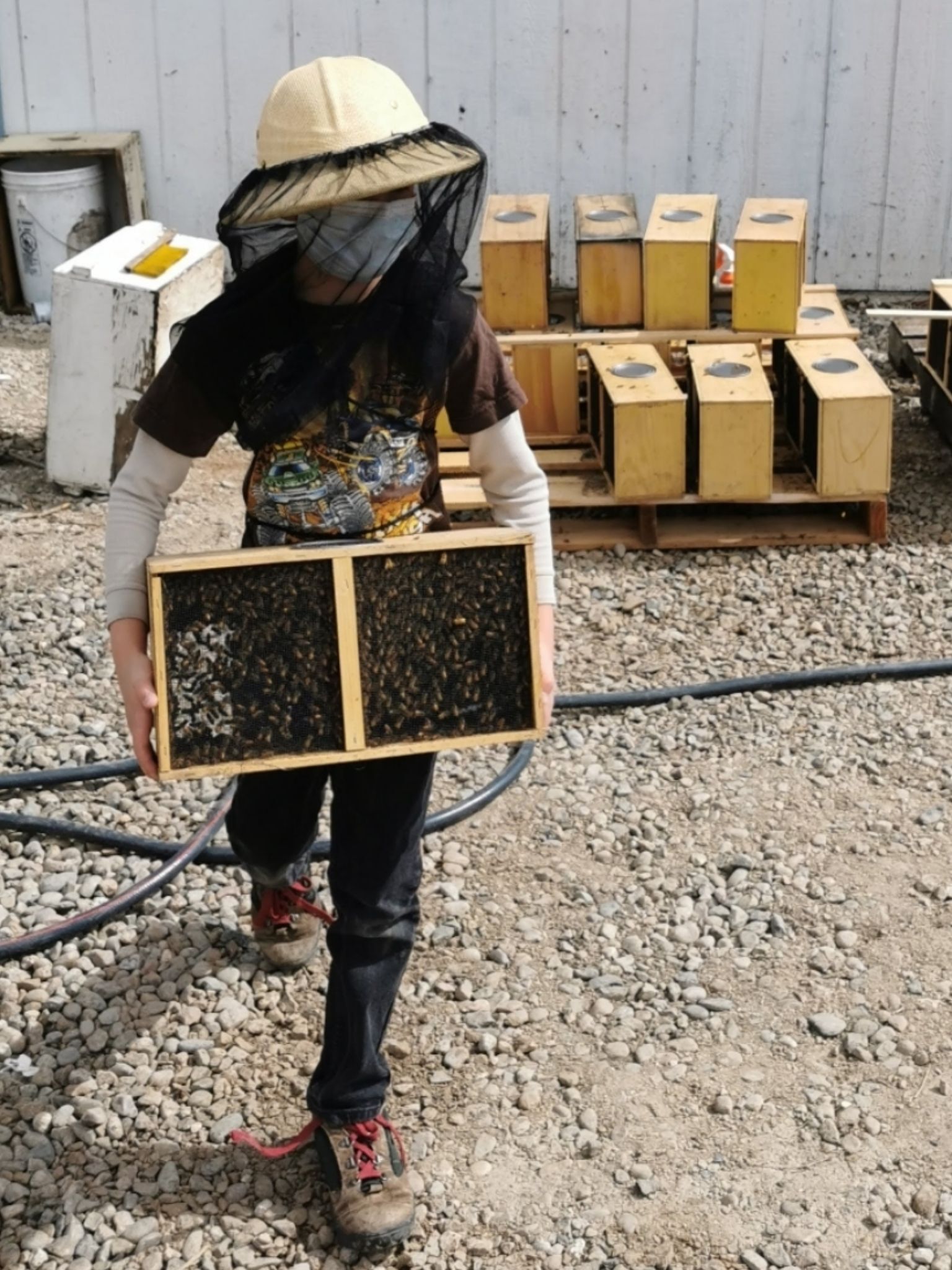 2024 Italian 3 Pound Package Bees for ~April 20th | Copoco's Honey